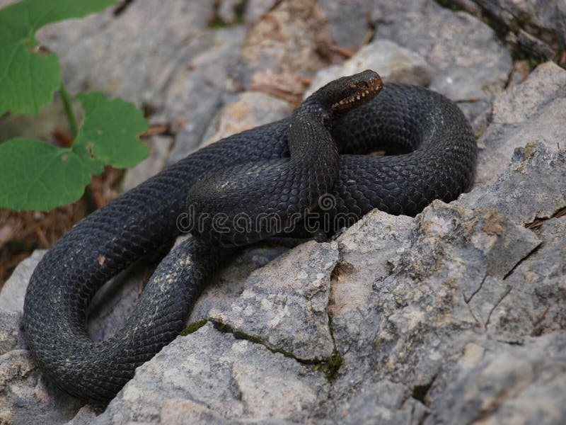 Svart huggorm fotografering för bildbyråer. Bild av svart - 91992385