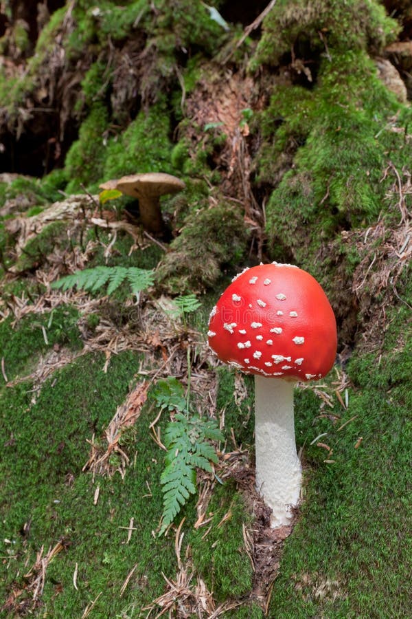 Giftpilz stockbild. Bild von grün, holz, pilz, nahaufnahme - 20960241