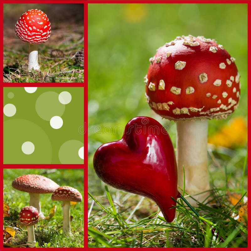 Giftpilz - Collage stockfoto. Bild von grün, montage - 34456164