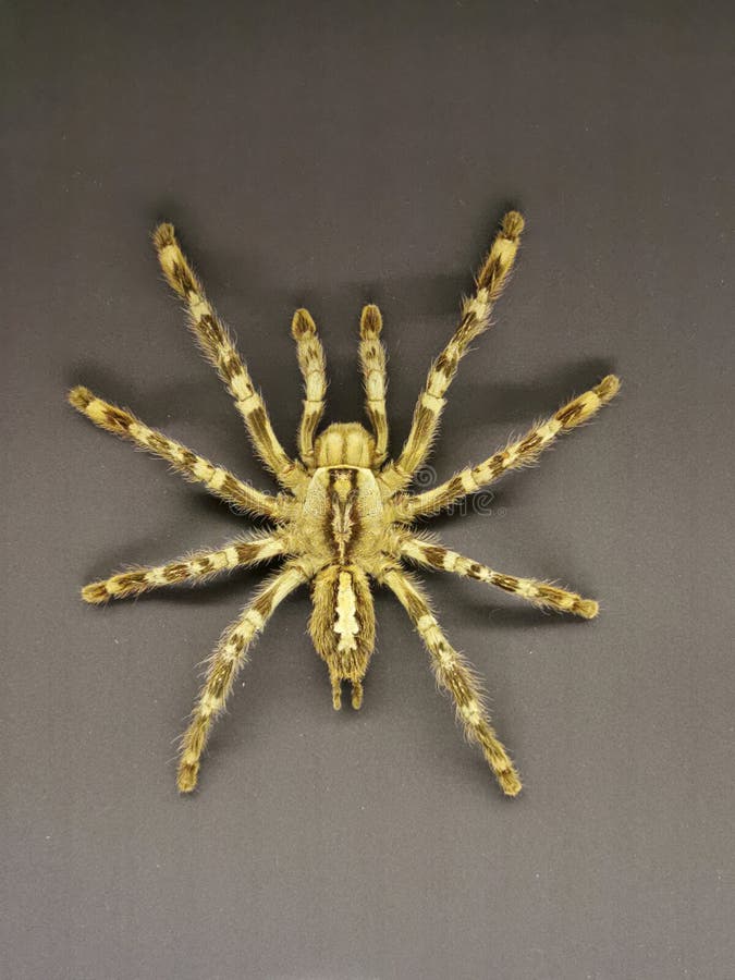 Gig spider isolated stock photo. Image of eight, macro - 275713042