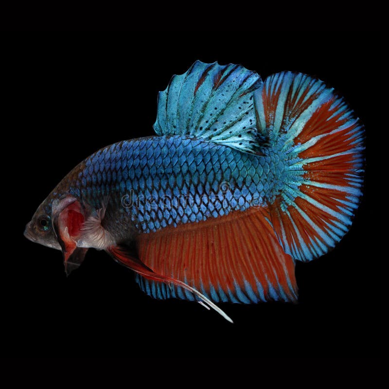 Gigante Betta Male de HMPK imagen de archivo. Imagen de negro - 92283583