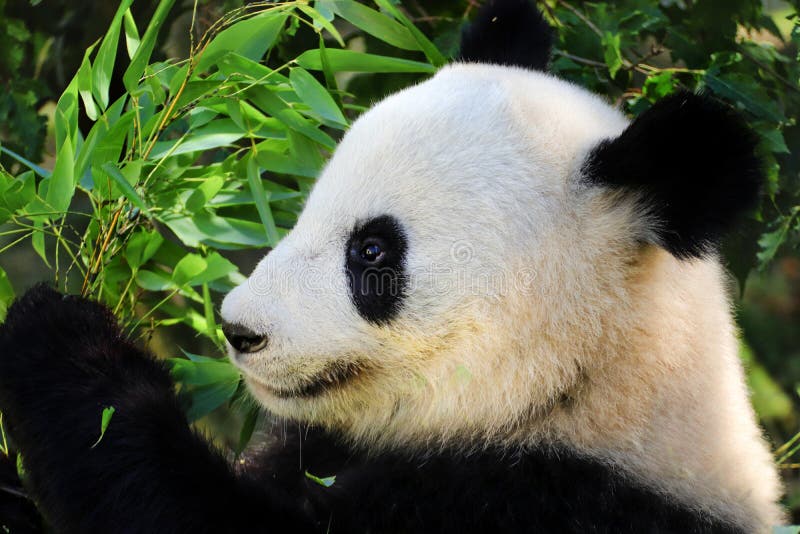 Gigante da panda da cara foto de stock. Imagem de panda - 138540800