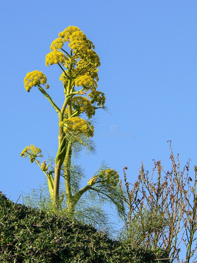 Gigante Fennell Ferula L Communis Immagine Stock - Immagine di pianta ...