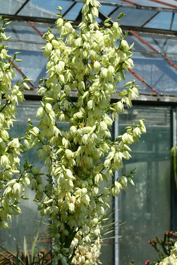 Yuca Gigantea - Flor De Itabo Foto de archivo - Imagen de gusto, dieta ...