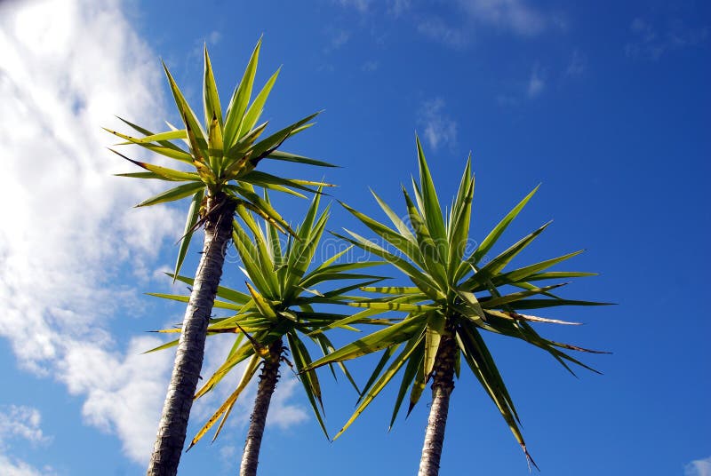 Yuca Gigantea - Flor De Itabo Foto de archivo - Imagen de gusto, dieta ...