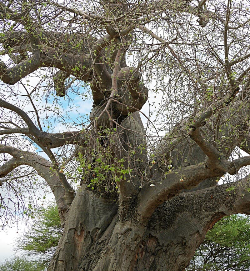 385 Baobab Close Photos - Free & Royalty-Free Stock Photos from Dreamstime 385 Baobab Close Photos - Free & Royalty-Free Stock Photos from Dreamstime