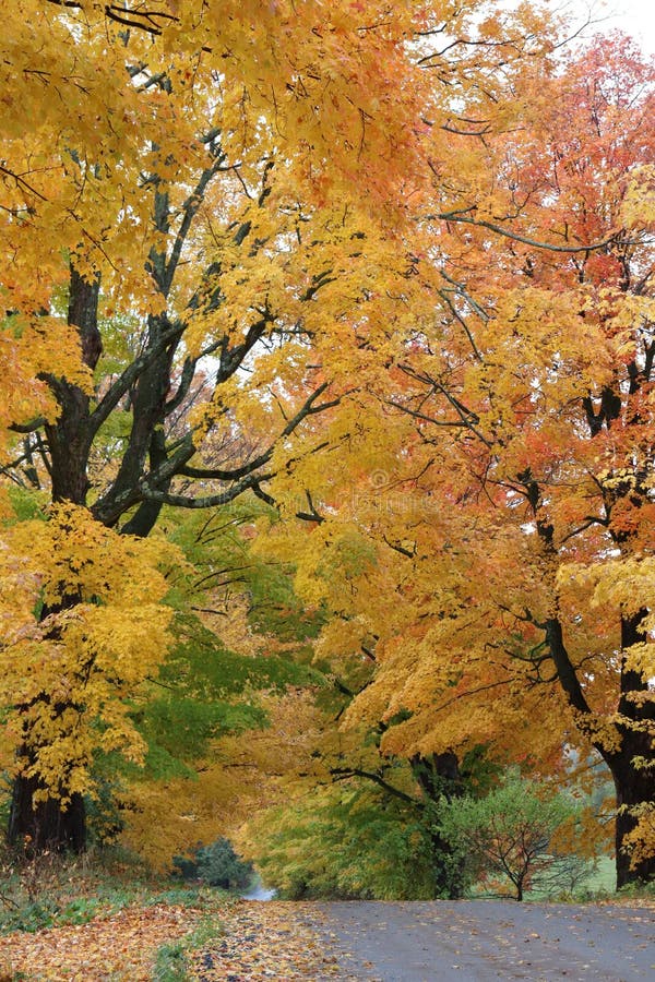 Beautiful Giants stock photo. Image of forest, plant - 261163740