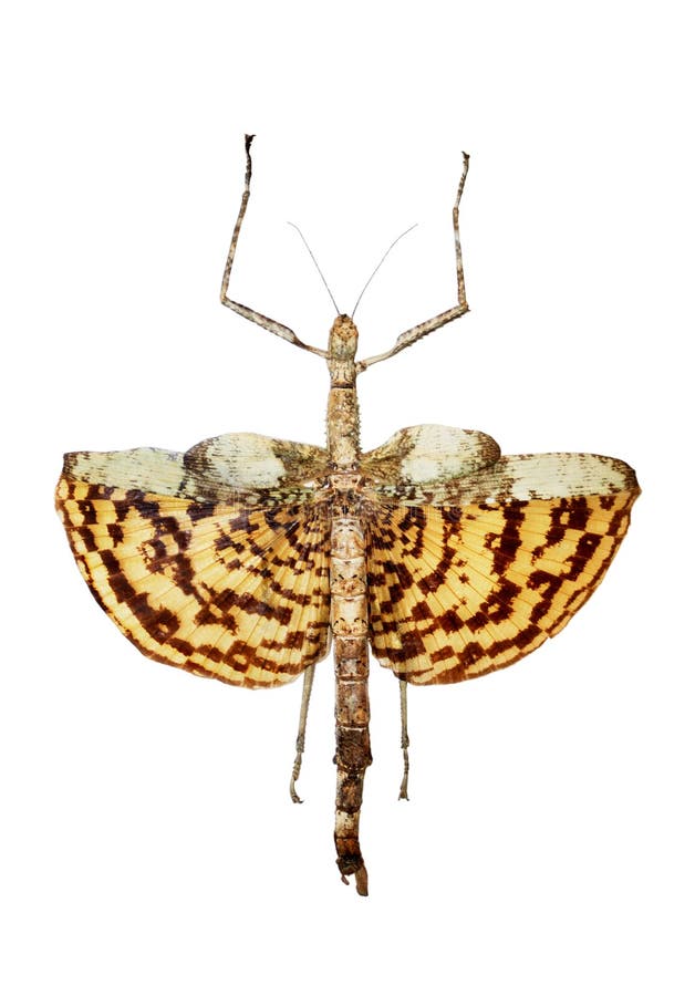 Gigantic rod-shaped insect stock photo. Image of winged - 9288178