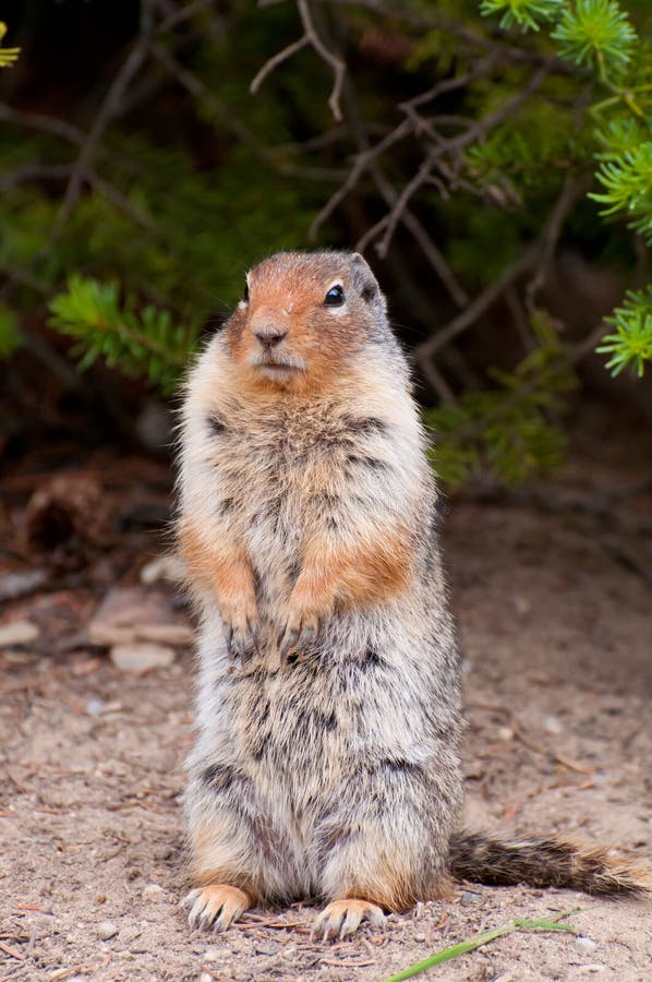 Standing Chipmunk stock image. Image of ontario, squirrel - 3124567