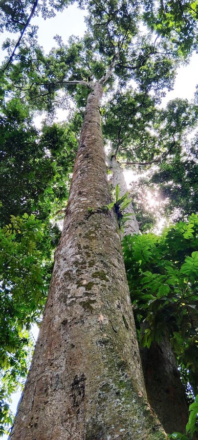 Gigantic Tree at the Kebun Raya Bogor Stock Photo - Image of green ...