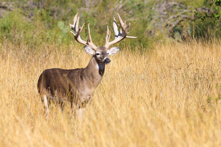 Gigantic whitetail buck stock photo. Image of hunting - 80409528