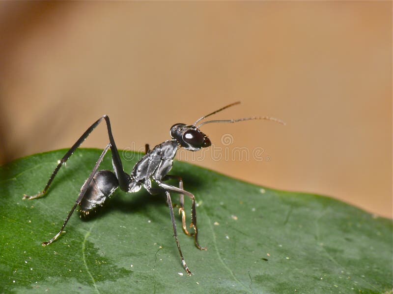177 Ant Camera Photos - Free & Royalty-Free Stock Photos from Dreamstime
