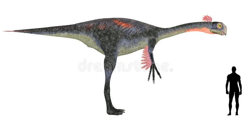 Gigantoraptor Size Comparison Royalty Free Stock Photos - Image: 25245188 Gigantoraptor Size Comparison Royalty Free Stock Photos - Image: 25245188