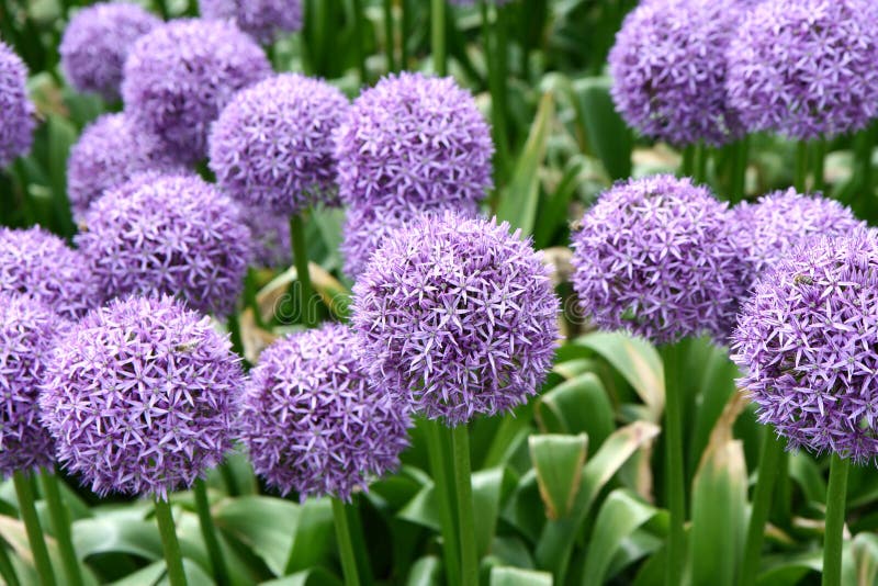 Giant Onion Allium Giganteum Blooming.Few Balls Of Blossoming Allium ...
