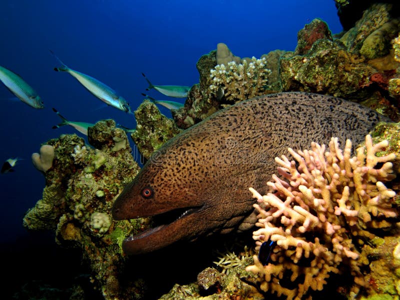 Wielka Murena Z Rybami Czyszczącymi Zdjęcie Stock - Obraz złożonej z ...