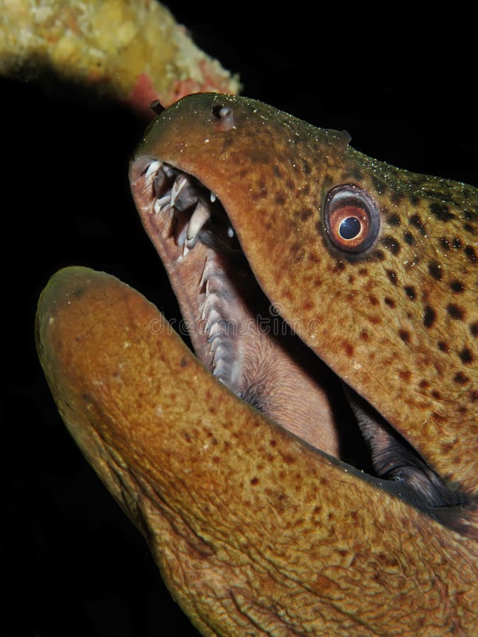 Z Czysty Wrasse Gigantyczna Murena Zdjęcie Stock - Obraz złożonej z ...