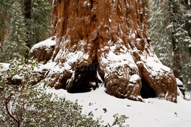 Olbrzymia sekwoja zdjęcie stock. Obraz złożonej z turystyka - 5743002