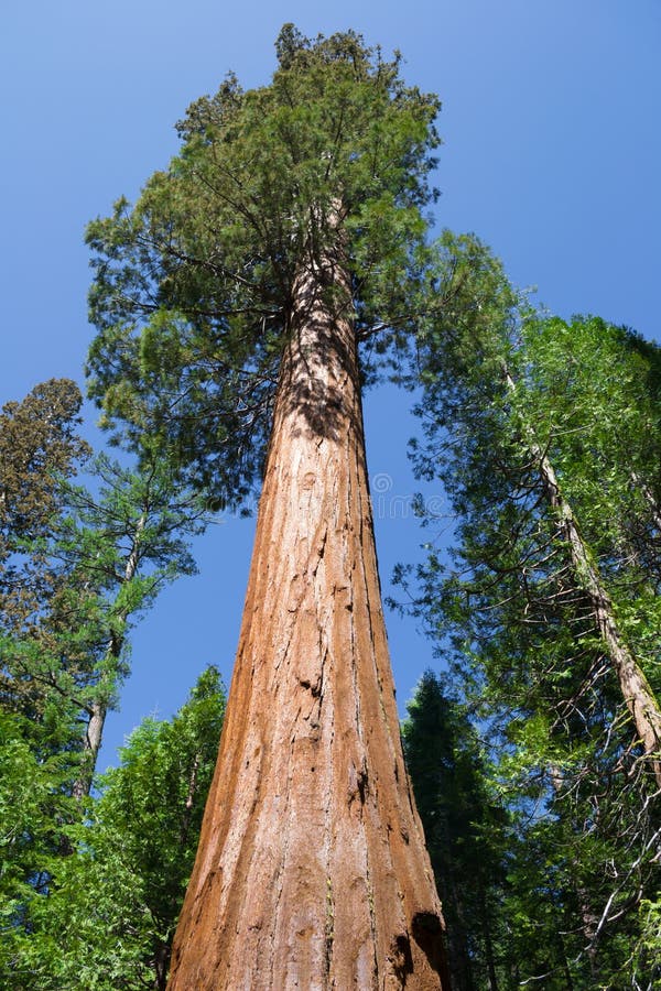 Olbrzymia sekwoja zdjęcie stock. Obraz złożonej z podróż - 5743002