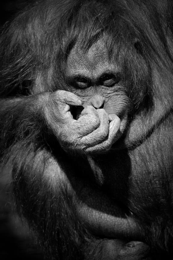 Giggling stock photo. Image of malaysia, monkey, pensive - 12854616