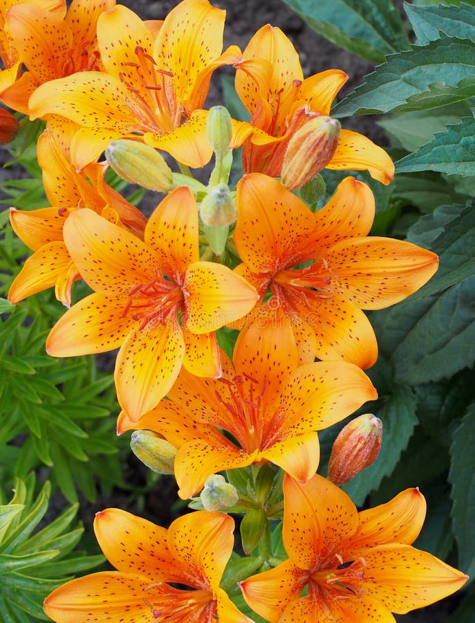 Gigli arancioni immagine stock. Immagine di botanico - 42371421