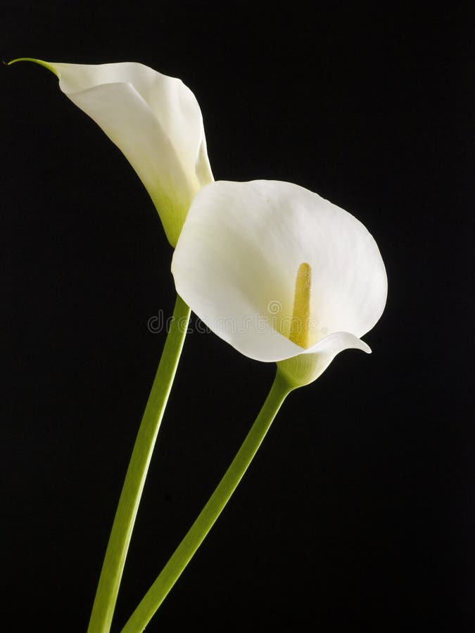 Della Calla Fiore Lilly Nel Giardino Fotografia Stock - Immagine di ...