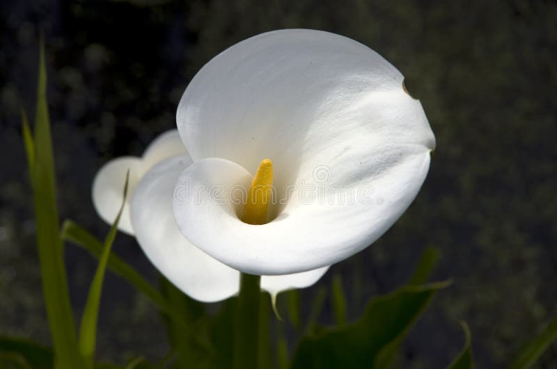 Giglio di calla bianco fotografia stock. Immagine di fioritura - 14643576