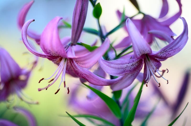 Gigli viola immagine stock. Immagine di lilly, ornamentale - 22035507