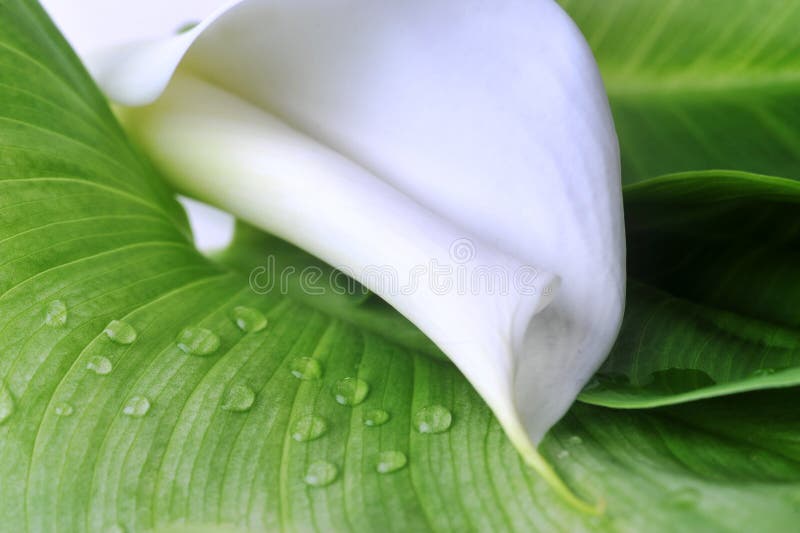 Giglio calla bianco fotografia stock. Immagine di bellezza - 12018456
