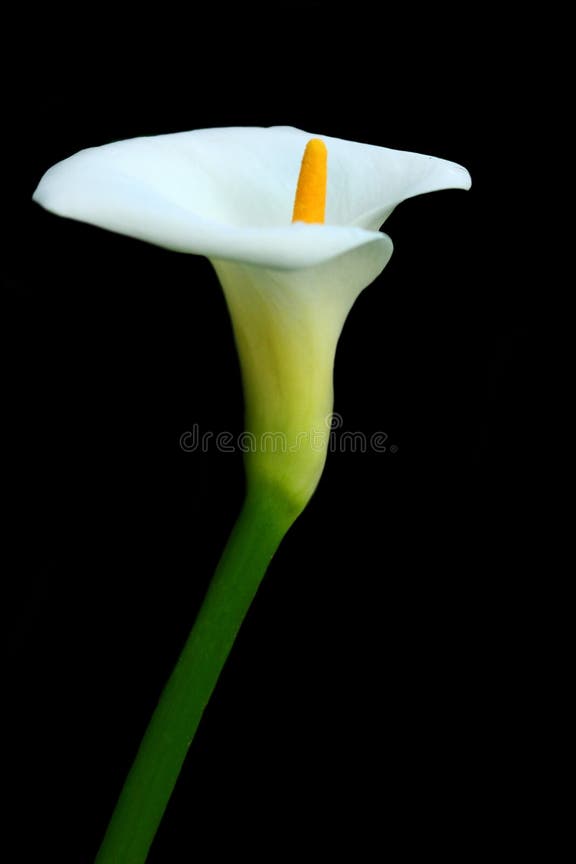 Giglio di calla bianco fotografia stock. Immagine di sfondo - 13594838
