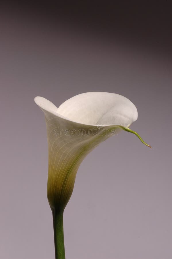 Giglio calla bianco fotografia stock. Immagine di attenzione - 2144908