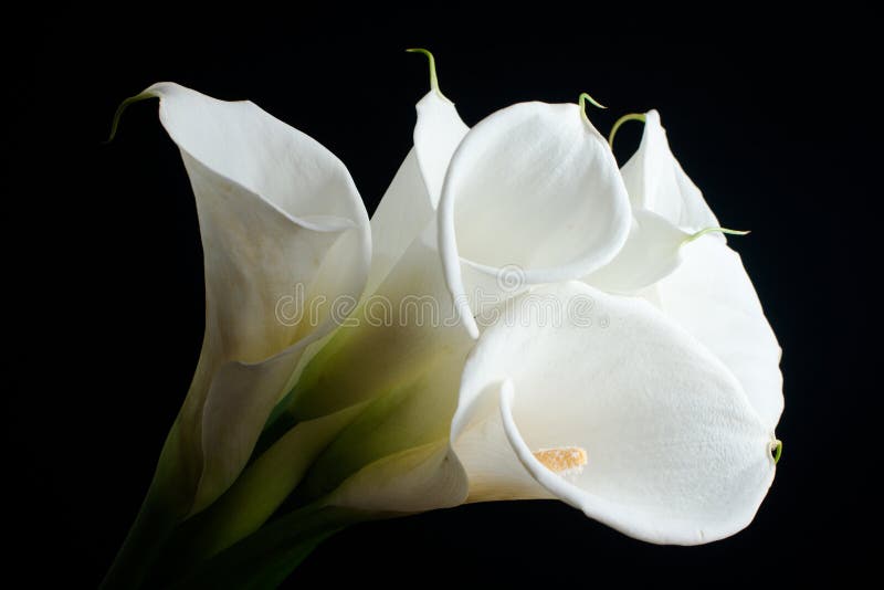 Giglio di calla bianco immagine stock. Immagine di flora - 21853389