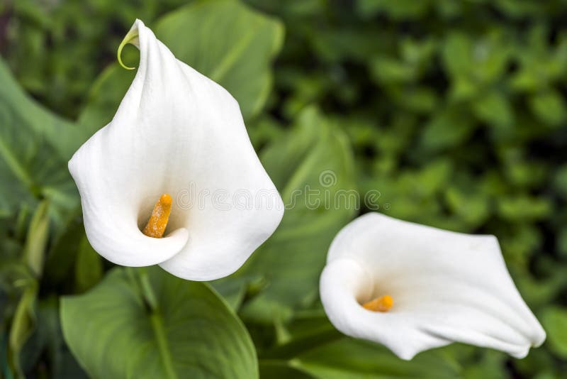 Fiori bianchi della calla immagine stock. Immagine di offerta - 66396865