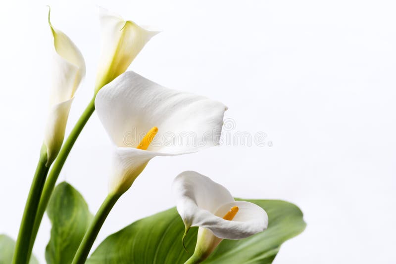 Fiore Bianco Della Calla Con La Grande Foglia Verde Fotografia Stock ...