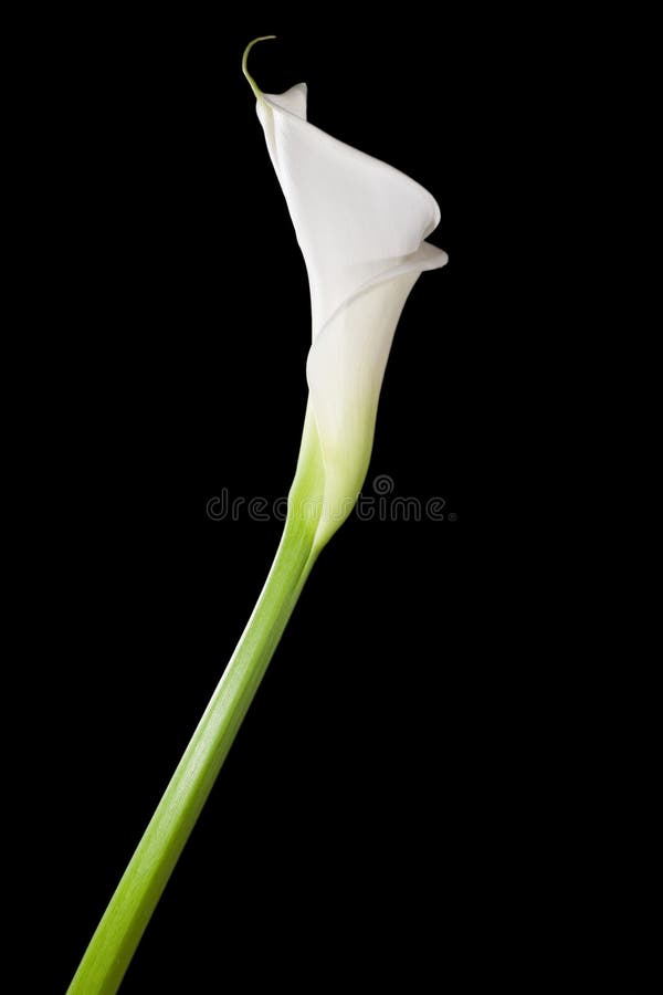 Giglio Calla Bianco Su Sfondo Nero Immagine Stock - Immagine di ...