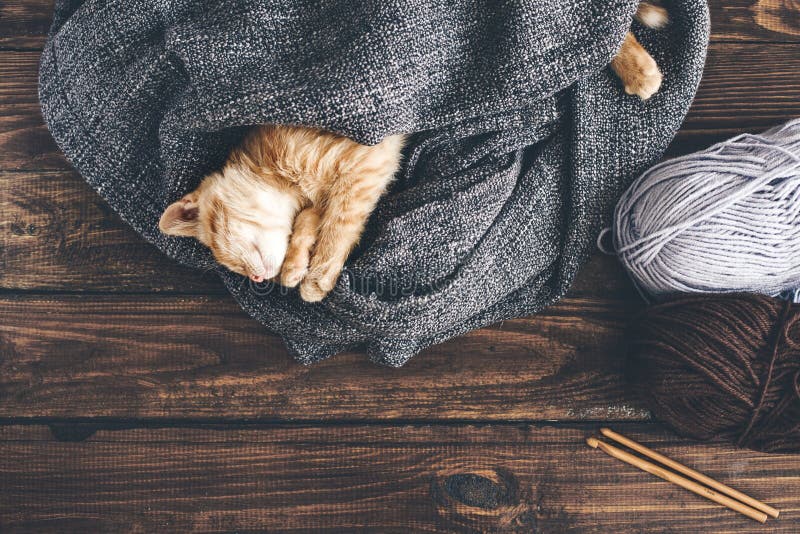 Gigner kitten sleeping stock image. Image of resting - 60022005