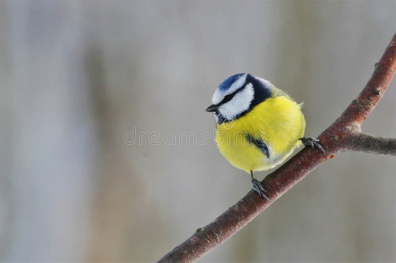 Gil bird on a branch stock photo. Image of blue, animal - 277671062