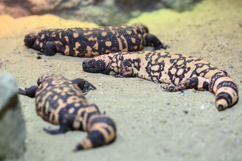 Gila Monster Skin stock photo. Image of patterns, texture - 1350146