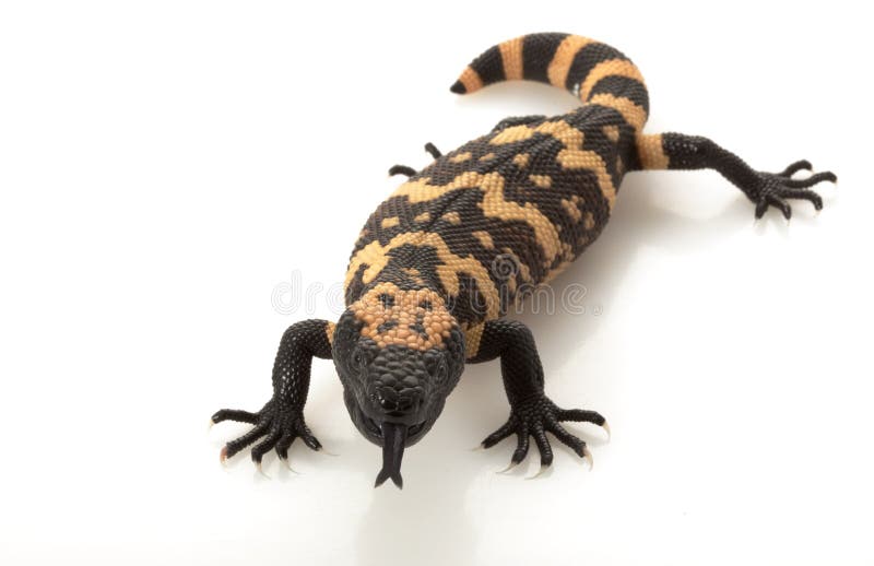 Gila Monster Stock Images - Image: 7959824