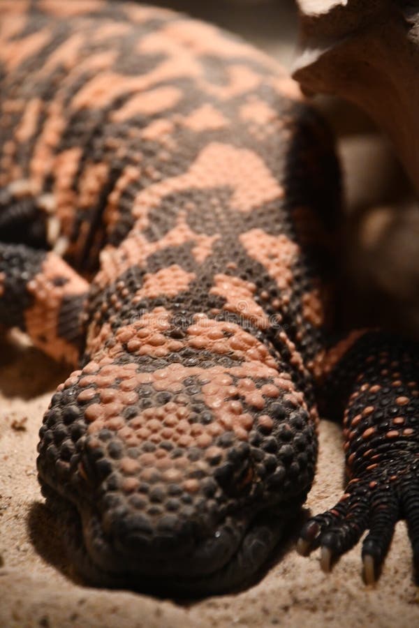 A Gila Monster Animal stock photo. Image of orange, closeup - 311949298