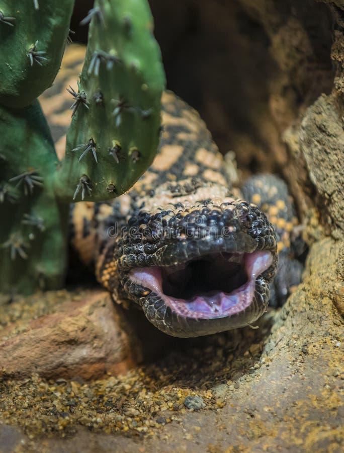 Gila Monster stock photo. Image of danger, animal, lizard - 36152822