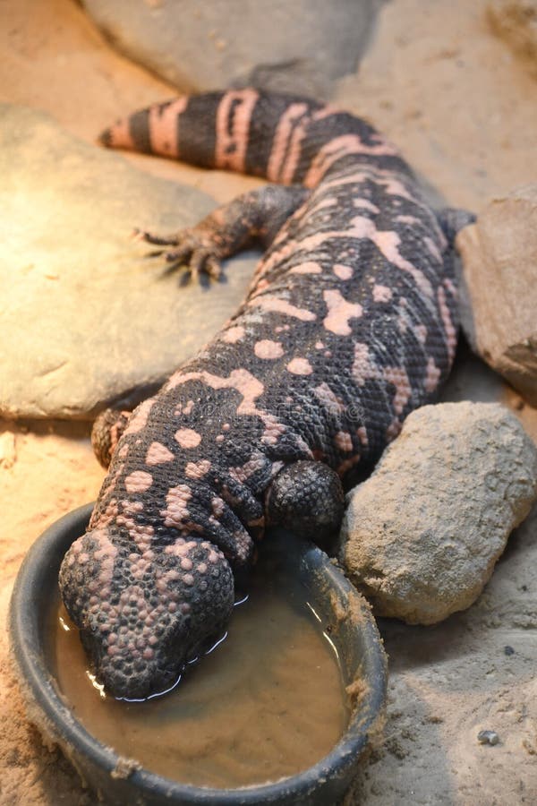 A Gila Monster stock photo. Image of close, discovery - 291250366
