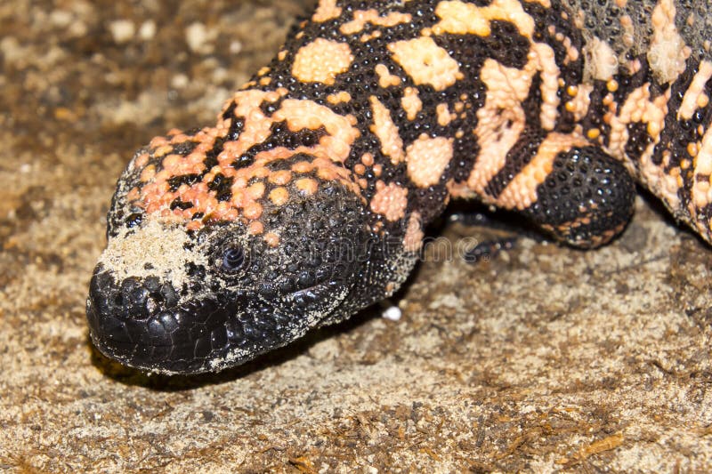 Gila Monster on the Ground in a Terrarium Stock Photo - Image of arid ...