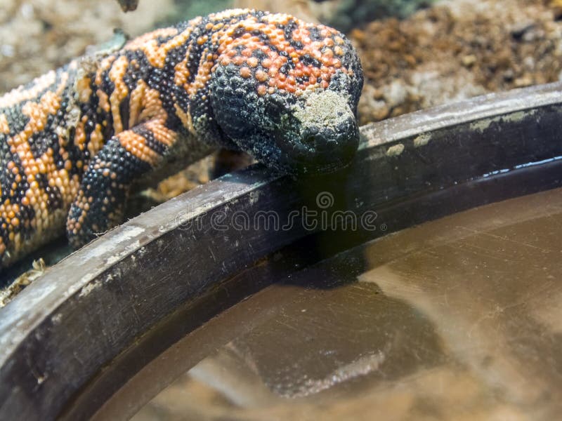 Gila Monster on the Ground in a Terrarium Stock Photo - Image of desert ...