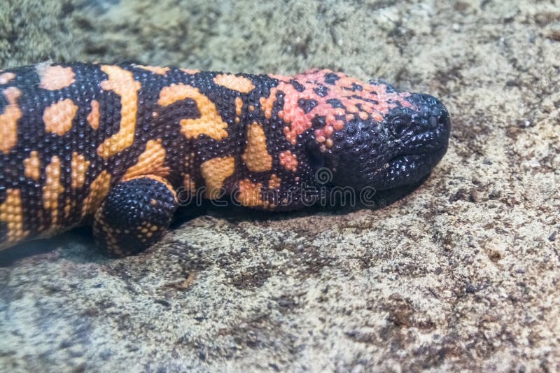 Gila Monster on the Ground in a Terrarium Stock Photo - Image of lizard ...