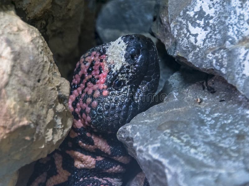 Gila Monster on the Ground in a Terrarium Stock Image - Image of lizard ...