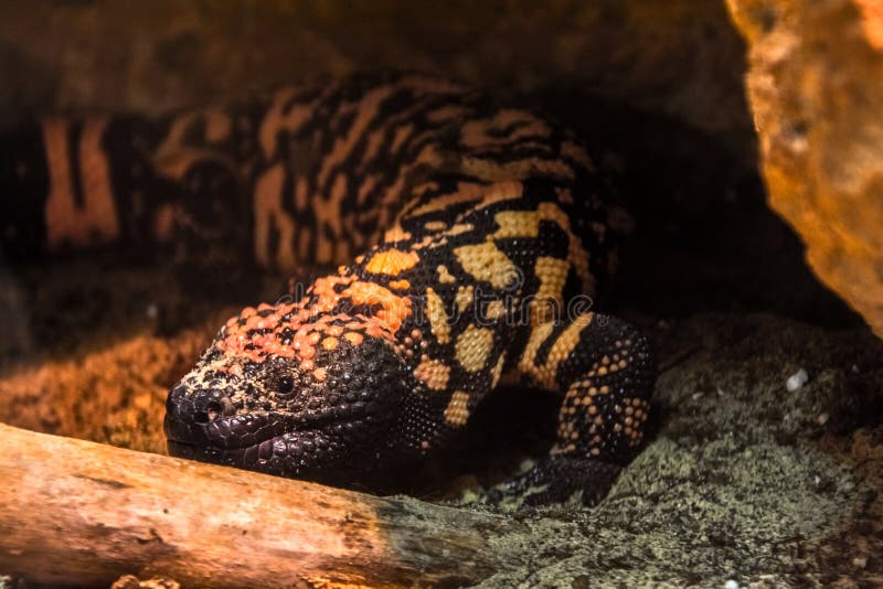 Gila Monster on the Ground in a Terrarium Stock Photo - Image of ...