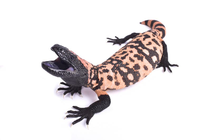 Gila Monster / Heloderma Suspectum Stock Photo - Image of heloderma ...