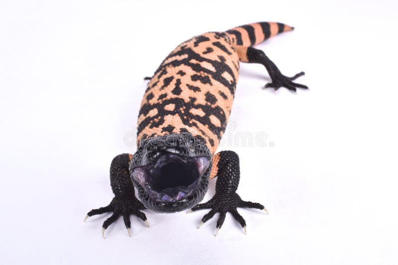 Gila Monster / Heloderma Suspectum Stock Photo - Image of heloderma ...
