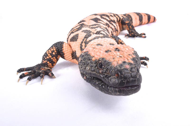 Gila Monster Heloderma Suspectum Species Venomous Stock Photos - Free ...