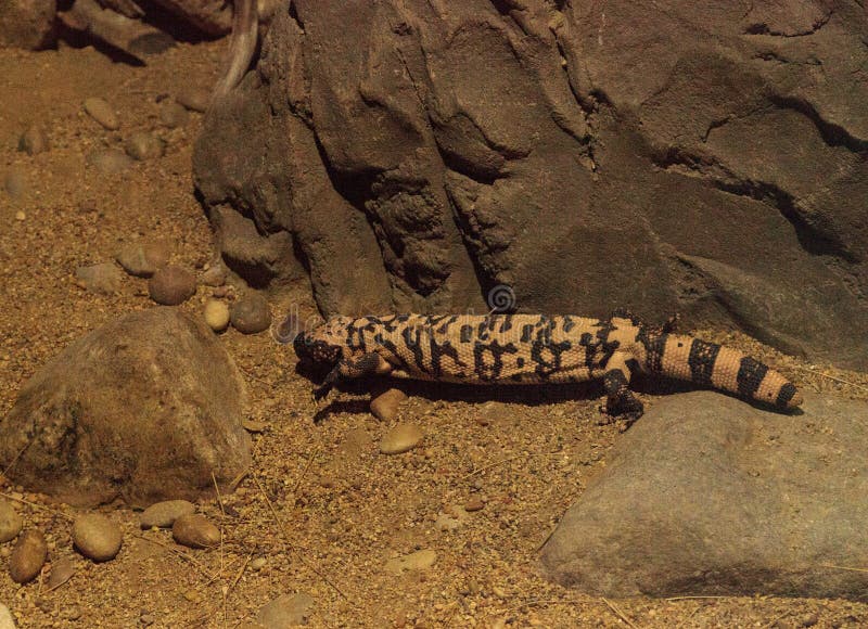 Gila Monster, Heloderma Suspectum Stock Image - Image of desert, mexico ...